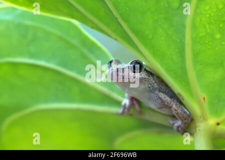 little red tree frog perched on a leaf Stock Photo - Alamy