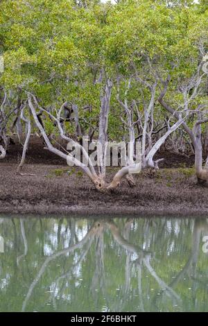 At Nudgee Beach Wetlands Stock Photo - Alamy