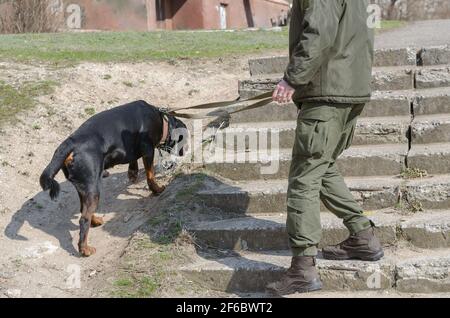 Rottweiler with muzzle and man in military uniform outside. Owner ...
