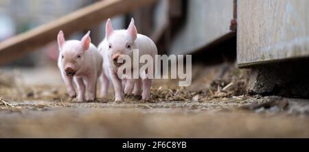 Free range piglets roaming around a farm yard, North Yorkshire, UK ...