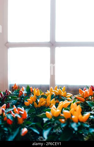 A ripe orange jalapeno pepper growing on a plant in the garden Stock ...