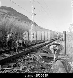 Spore adjustment, grindersbyte Stock Photo - Alamy