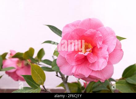 Camellia japonica (Japanese Camellia) flower close up Stock Photo - Alamy