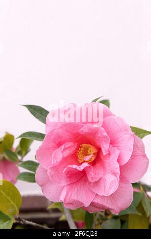 Close up of a common camellia (camellia japonica) flower in bloom Stock ...