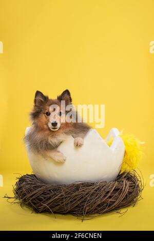 cute easter shetland sheepdog dog wearing bunny ears close up portrait ...