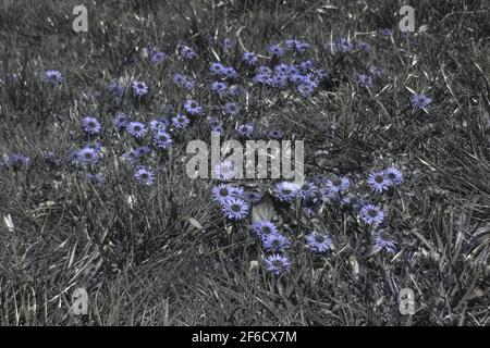 Flowers seen under ultraviolet light only where some flowers daisy ...