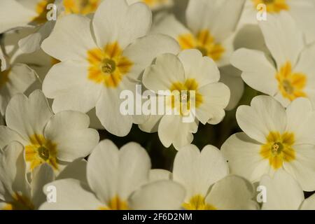 Biodiversity in wild primrose showing pin and thrum arrangement of ...
