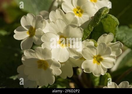 Biodiversity in wild primrose showing pin and thrum arrangement of ...
