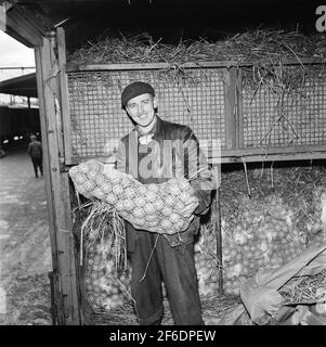 Spanish freight wagon with orange load Stock Photo - Alamy