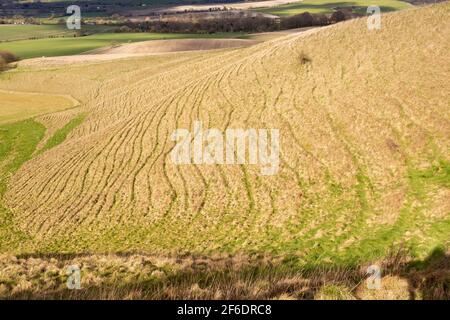 Terracettes chalk scarp slope, north Wessex downs, near Morgans Hill ...