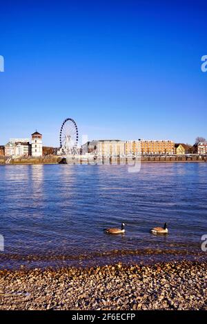 scenic view of city river and ducks on green lawn in copenhagen ...