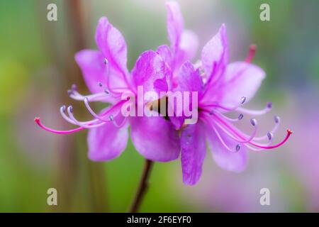 Spring flowering pink almond closeup Stock Photo - Alamy