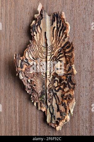 Spruce bark with pattern from bark beetles (Ips Typographus Stock Photo ...