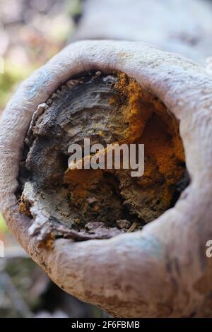 Closeup of a broken tree stem in a field Stock Photo - Alamy