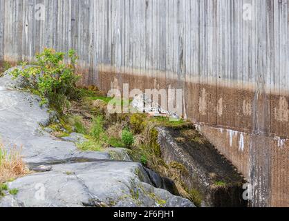 Beautiful view of gorgeous snow leopard isolated laying in aviary of ...