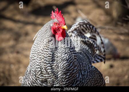 Amrock chicken rooster (Gallus gallus domesticus Stock Photo - Alamy