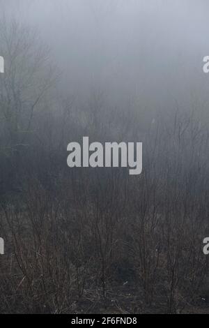 landscape with trees withould leaves hidden in a fog during autumn or ...