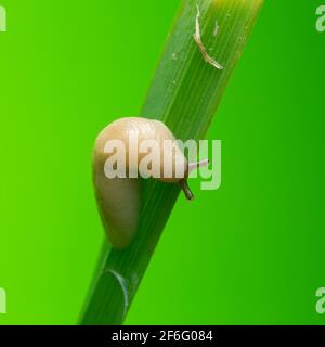 A grey field slug or milky slug (Deroceras reticulatum) crawls across ...