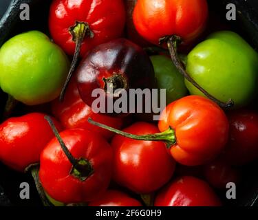bode, Brazilian chili pepper Stock Photo - Alamy