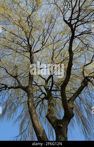 Beautiful early spring willow twigs with catkins Stock Photo - Alamy