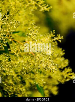 Hopea, a species of evergreen trees of the genus Hopea of the ...