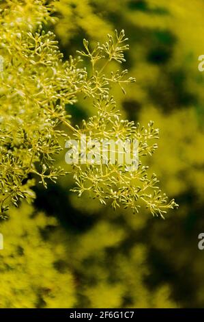 Hopea, a species of evergreen trees of the genus Hopea of the ...