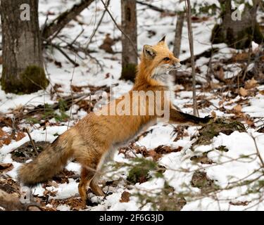 A Red fox is standing on the snow in Japan Stock Photo - Alamy