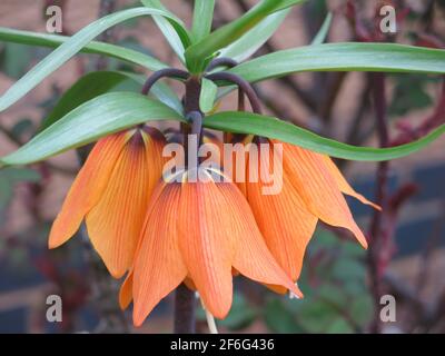 Crown imperial lily flowers, also known as Fritillaria Imperialis ...