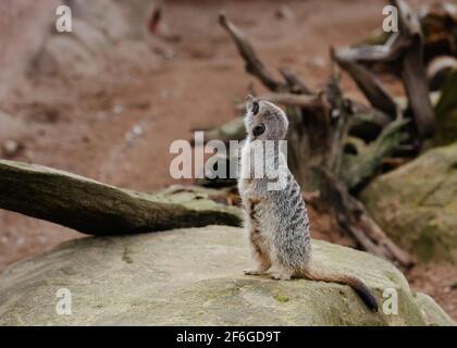 A meerkat on guard duty on ground in day in zoo Stock Photo - Alamy