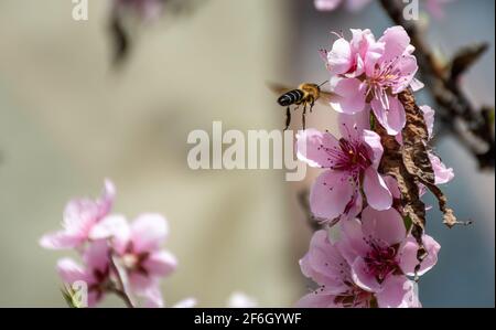 Pink peach blossom with a bee in the garden Stock Photo - Alamy