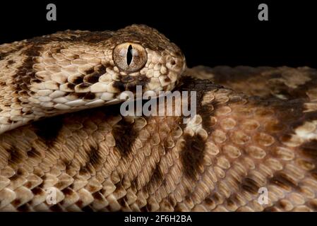 West African carpet viper, Echis ocellatus, West Africa, also known as ...