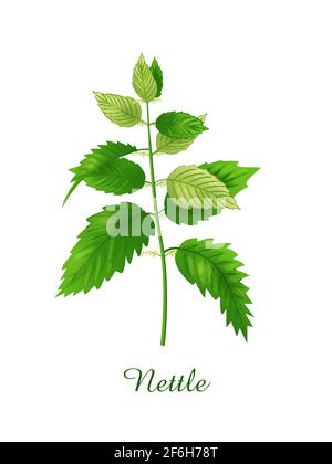 Realistic fresh green grasses and plants isolated on transparent ...