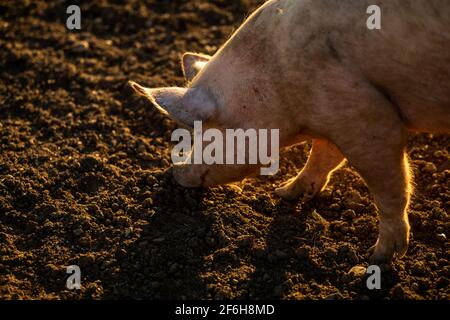 Pigs eating on a meadow in an organic meat farm - wide angle lens shot ...