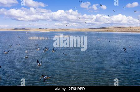 Bayingolin, China. 01st Apr, 2021. The beauty of bosten lake in ...