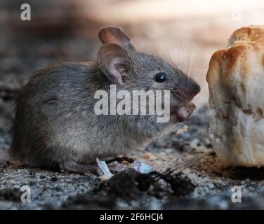 A mouse is a small rodent. Characteristically, mice are known to have a ...