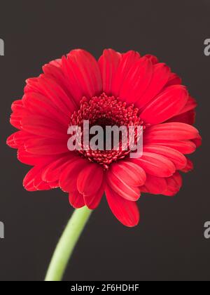 Flower background, spring nature and botanical beauty concept - Blue ...