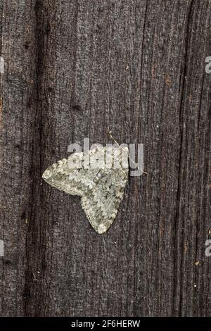November Moth (Epirrita dilutata Stock Photo - Alamy