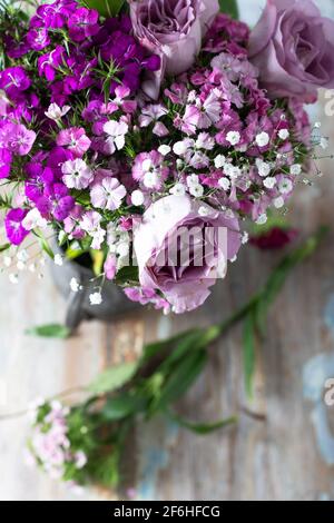 Pink and lilac color sweet william flowers on pink background ...