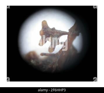 Truffles..... Through a microscope the roots of a young Oak tree shows ...