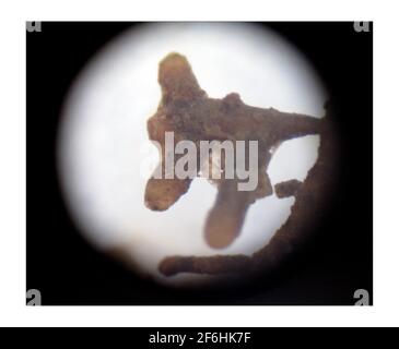 Truffles..... Through a microscope the roots of a young Oak tree shows ...