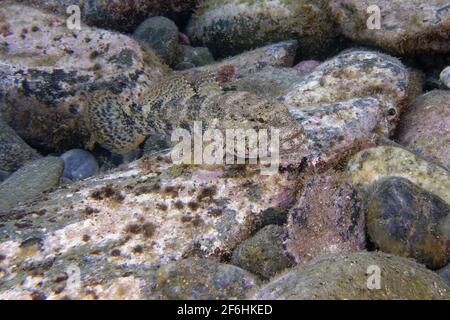 Giant Goby - Gobius cobitis Stock Photo - Alamy
