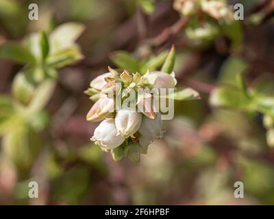 White blueberry buds on a bush. Blueberry bud twig. White flowers ...
