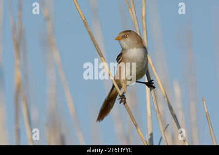 Bearded Reedling, Panurus biarmicus Stock Photo - Alamy