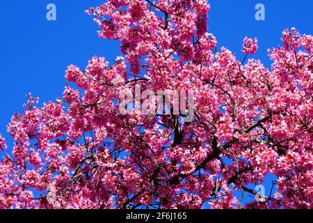 Billowy pink blossoms of a sakura cherry prunus tree in spring Stock ...