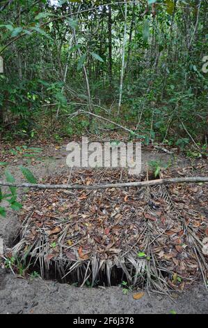 Brazilian Native's animal trap Stock Photo - Alamy