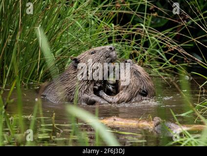 Wrestling Beavers, Scotland Stock Photo - Alamy