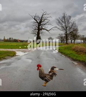 Chicken crossing road Stock Photo - Alamy