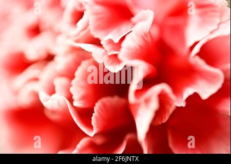 carnation flowers macro detail Stock Photo - Alamy
