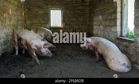Three Little Pigs Brick House, Storytown USA amusement park, near ...