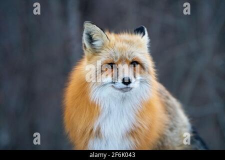 Fox in Winter Prince Albert National Park Canada close Stock Photo - Alamy